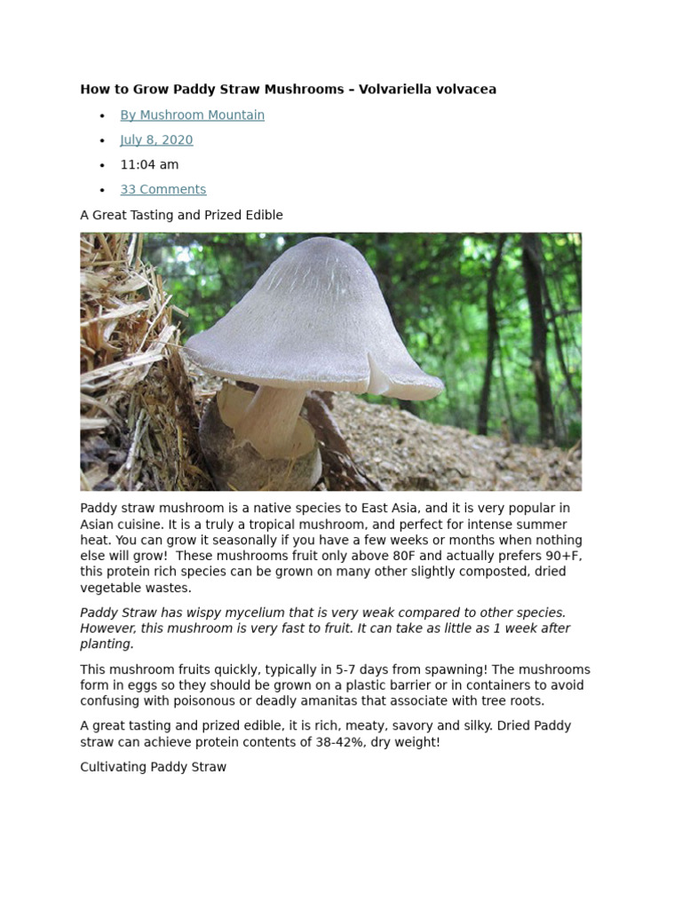 How to Grow Paddy Straw Mushrooms | PDF