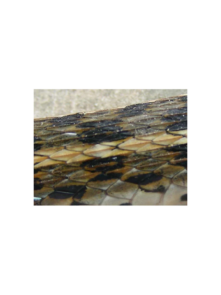 Scale - Morphology, Taxonomy & Anatomy - Britannica | PDF