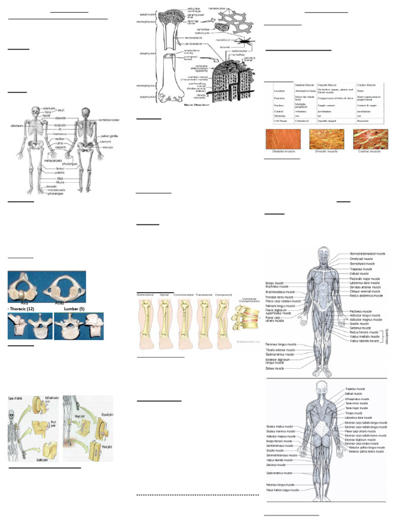 447277449-Anatomy-Physiology-cheat-sheet Sci Oly PDF | PDF