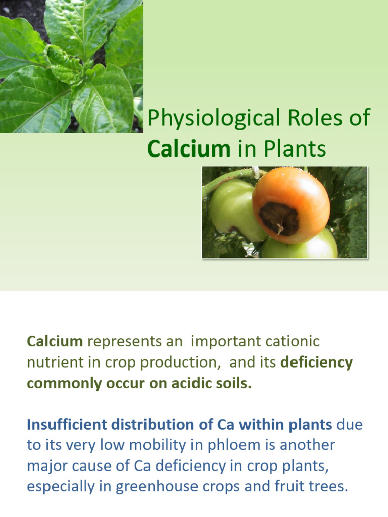 AA-Calcium | PDF