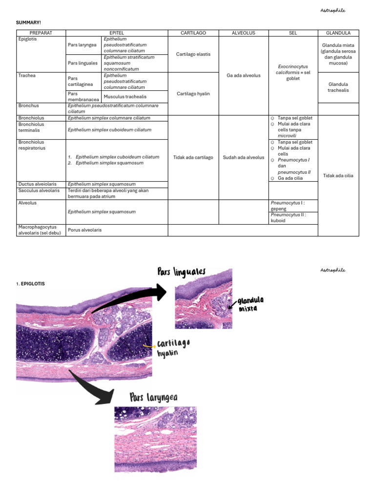 Respiratory Epithelium Guide | PDF | Respiration | Morphology (Biology)