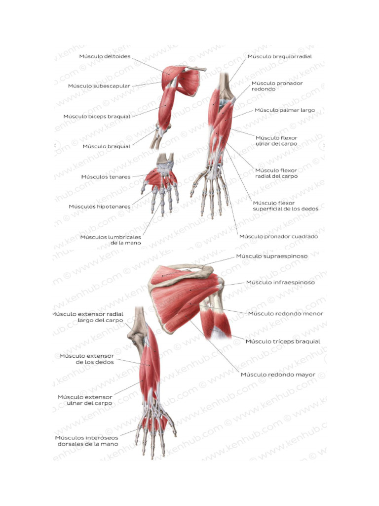 Miembro superior | PDF