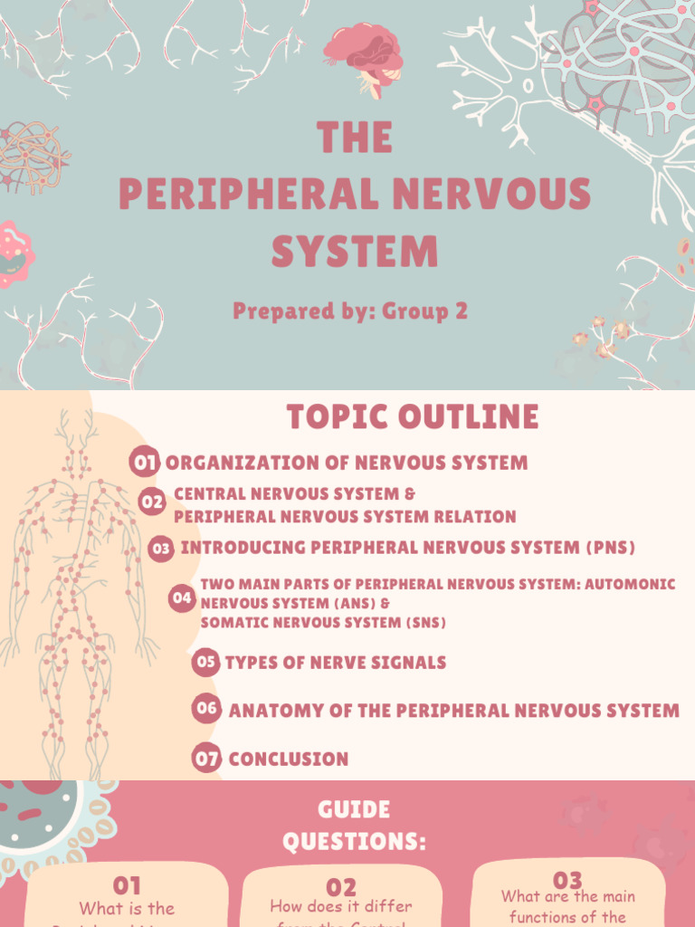 The Peripheral Nervous System | PDF