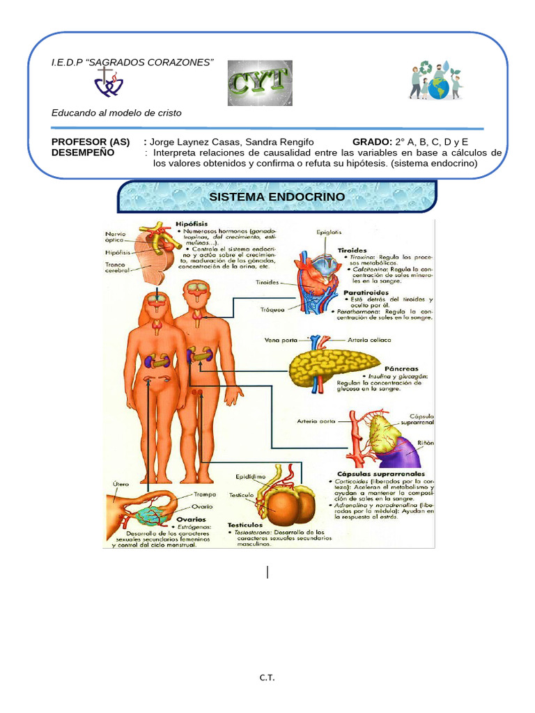 FICHA DE APLICACION n04 VII UNIDAD Cyt 2do SECUNDARIA | PDF