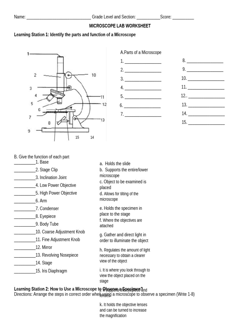 Activity Sheet Microscope | PDF