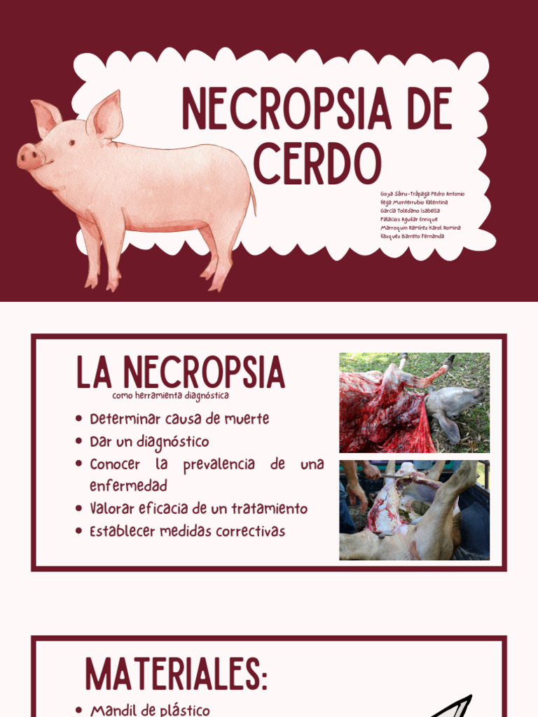 Necropsia de Cerdo | PDF
