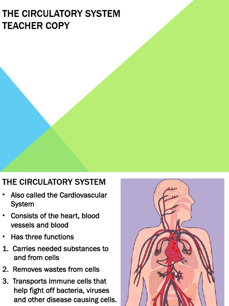 The Circulatory System | PDF