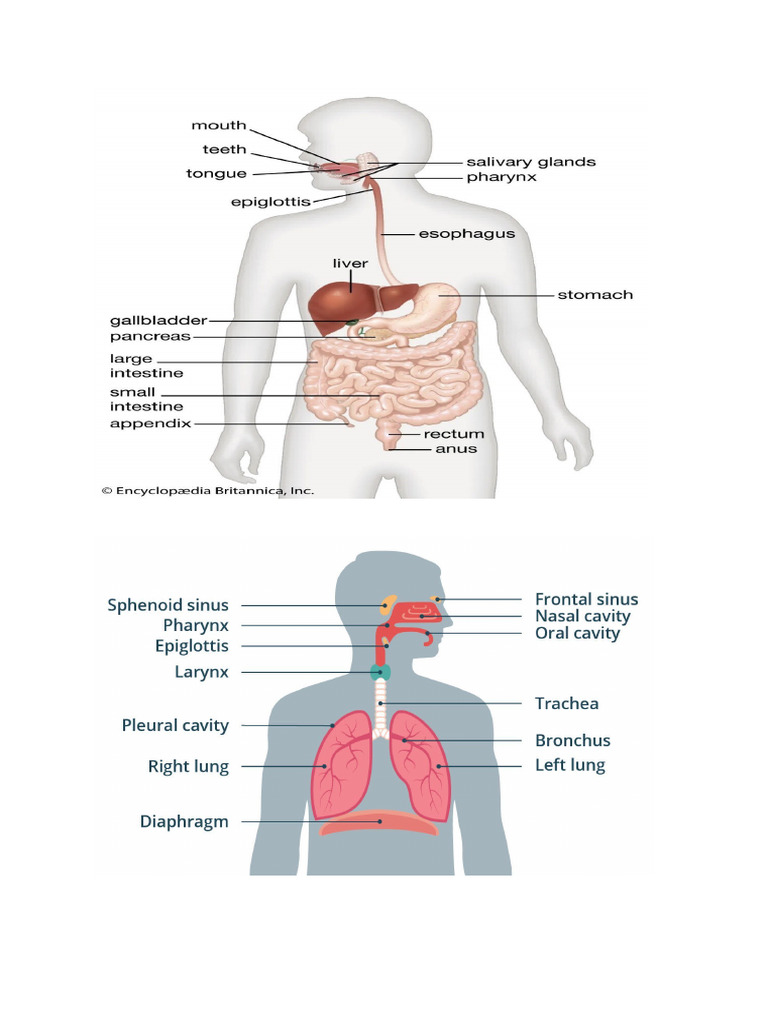 Human Digestive and Respiratory | PDF