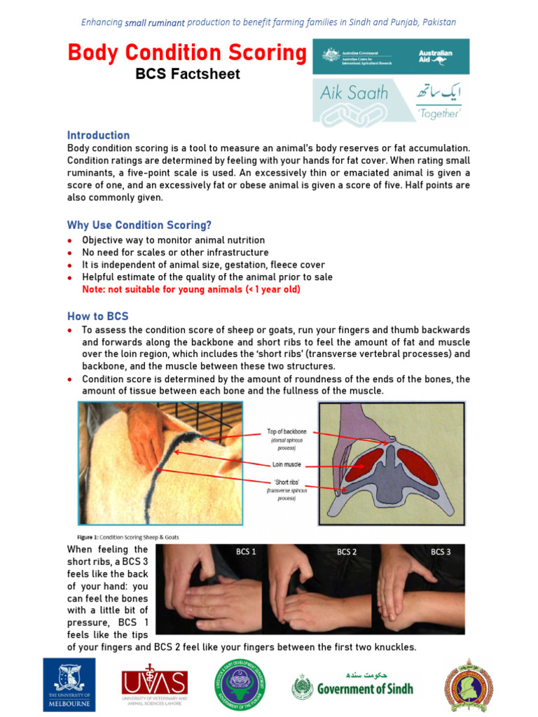BCS Small Ruminants | PDF