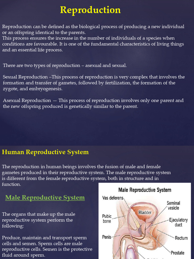 Reproduction System | PDF