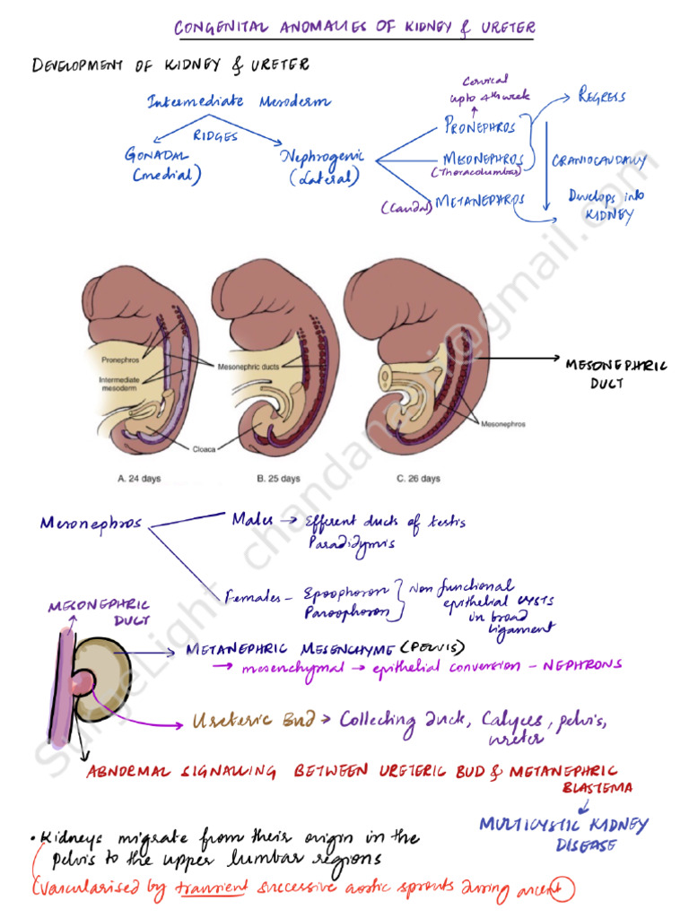 Urology 1 | PDF