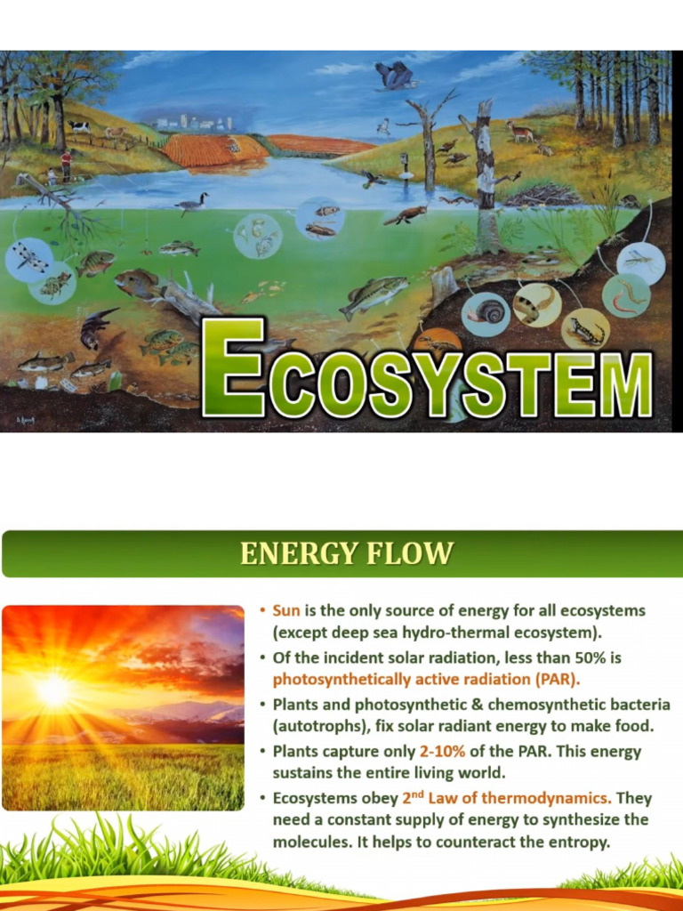 Energy Flow in An Eco-System Part 2 & 3 | PDF