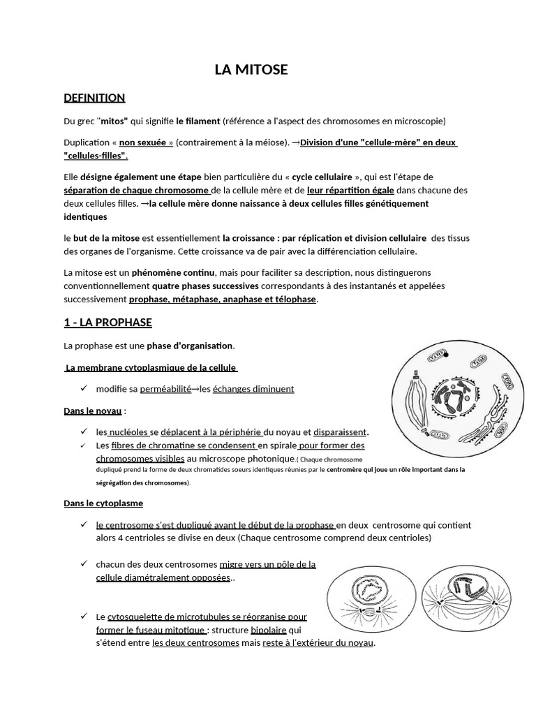 Mitose | PDF