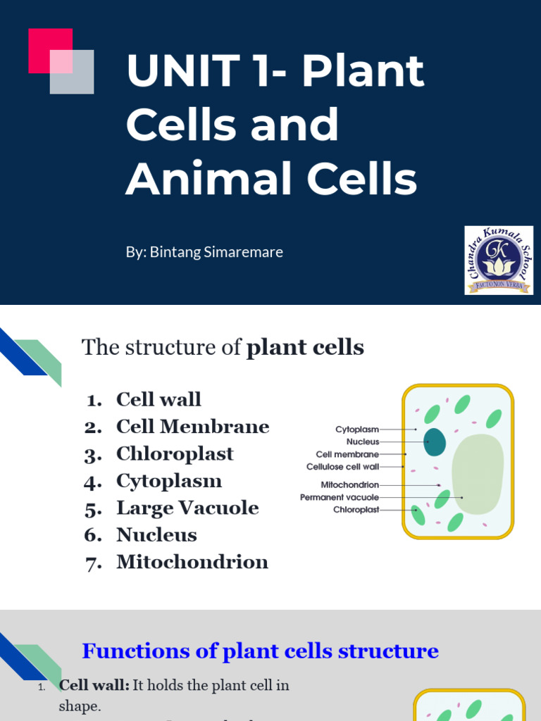 Plant Cells and Animal Cells | PDF | Cell (Biology) | Science & Mathematics