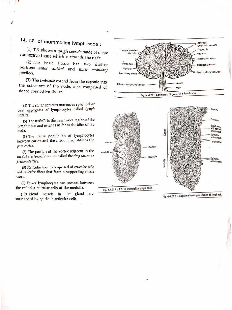 Section of Lymph Nodes and Spleen | PDF