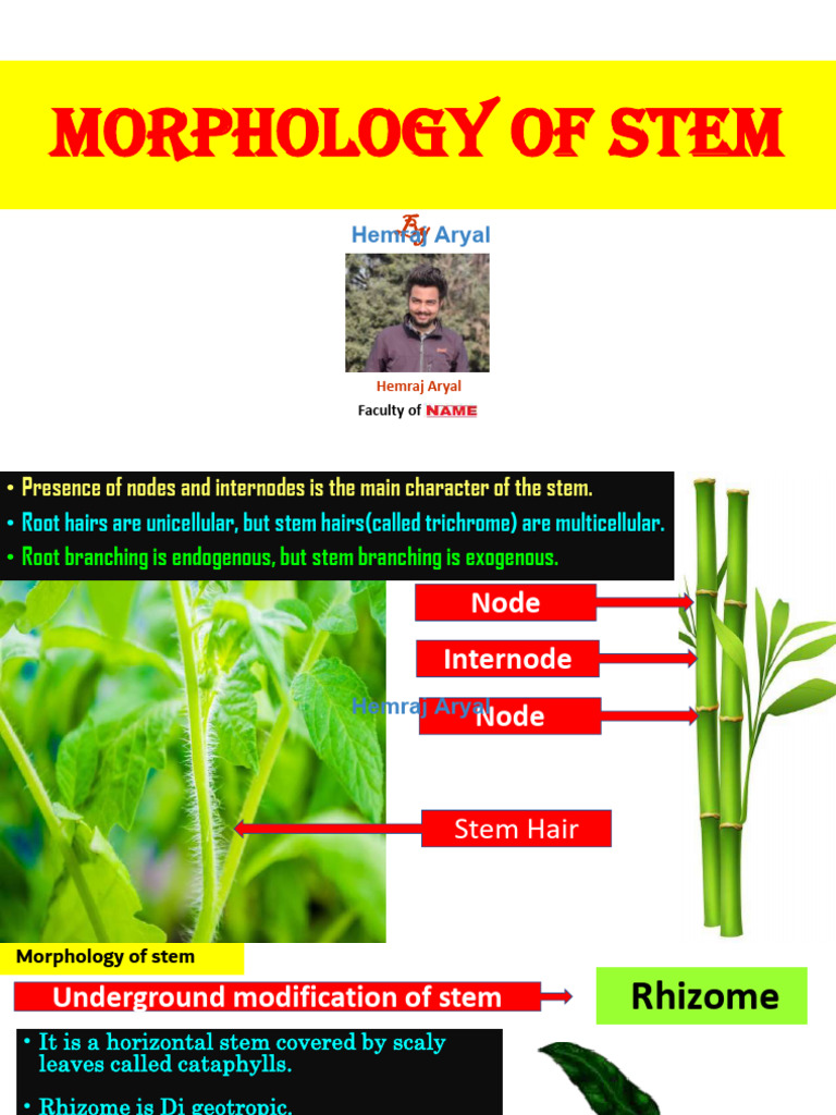 Morphology of Stem (By Hemraj Aryal) | PDF