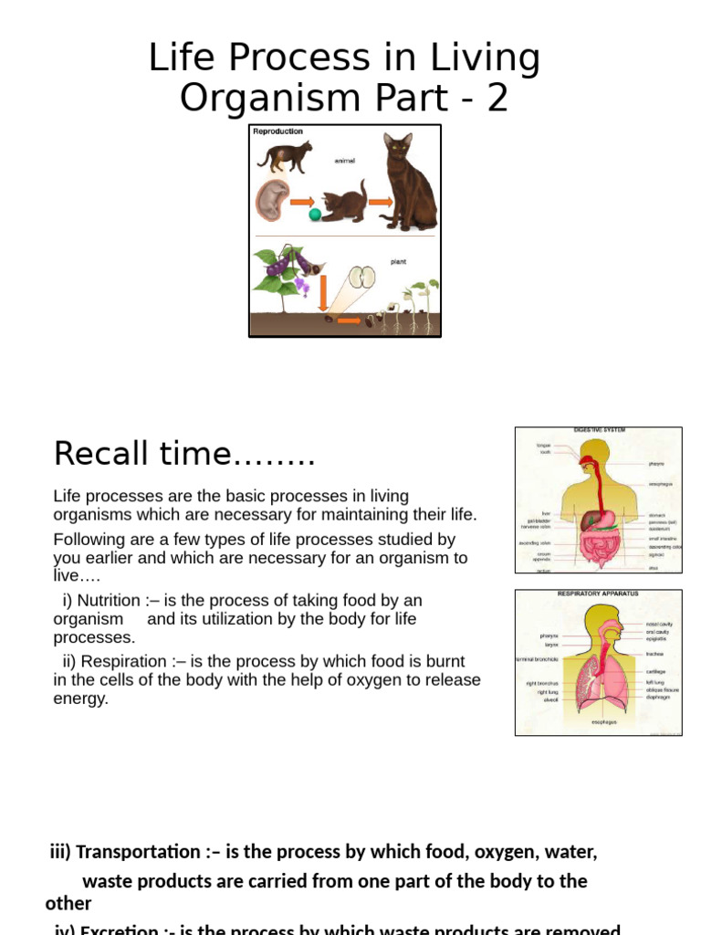 Life Processes II (Lower Organisms and Plants) | PDF