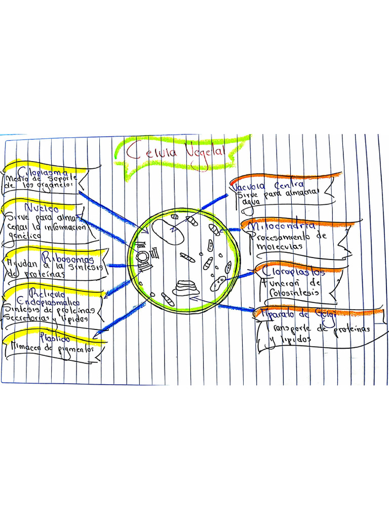 Botánica Mapas | PDF