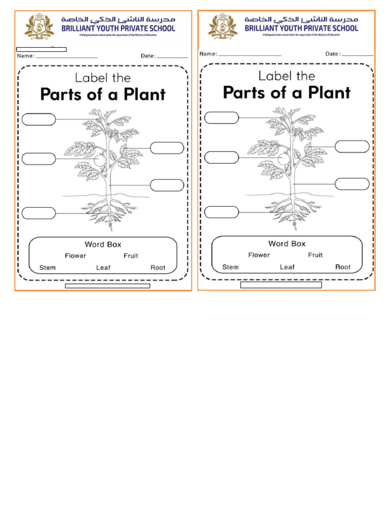 Parts of Plant - Cut and Paste | PDF