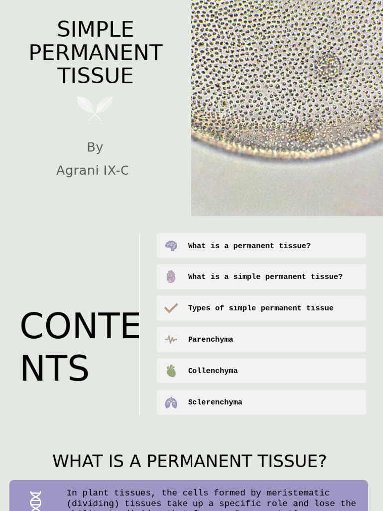 Simple Permanent Tissues | PDF