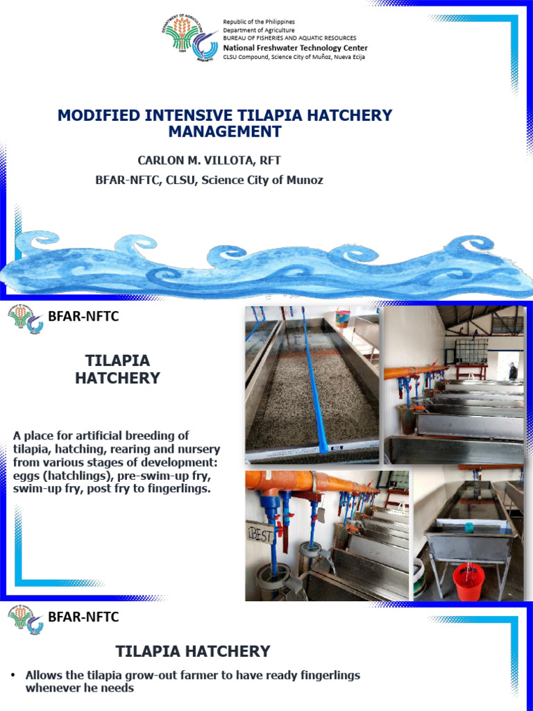 Intensive Tilapia Hatchery | PDF