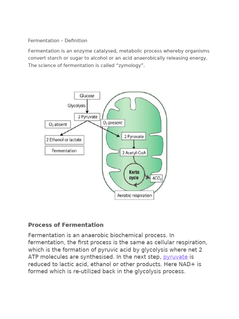 Fermentation | PDF
