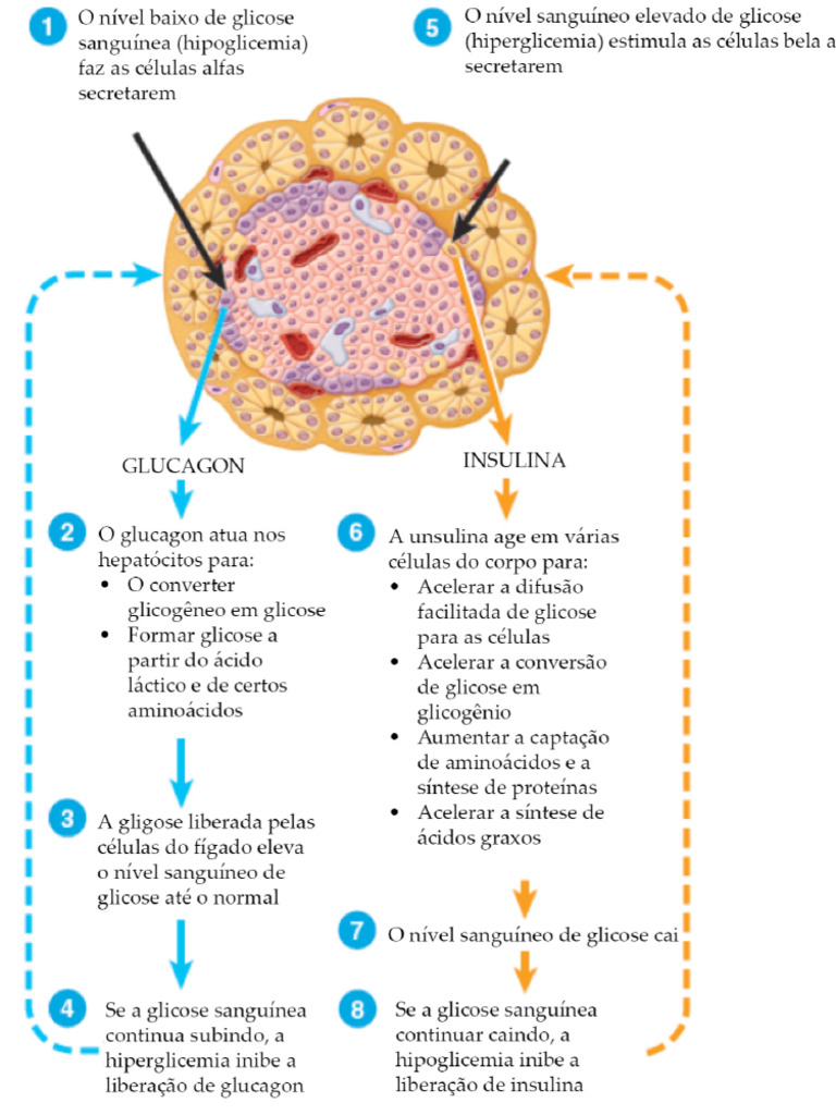 Esquema Insulina x Glucagon | PDF