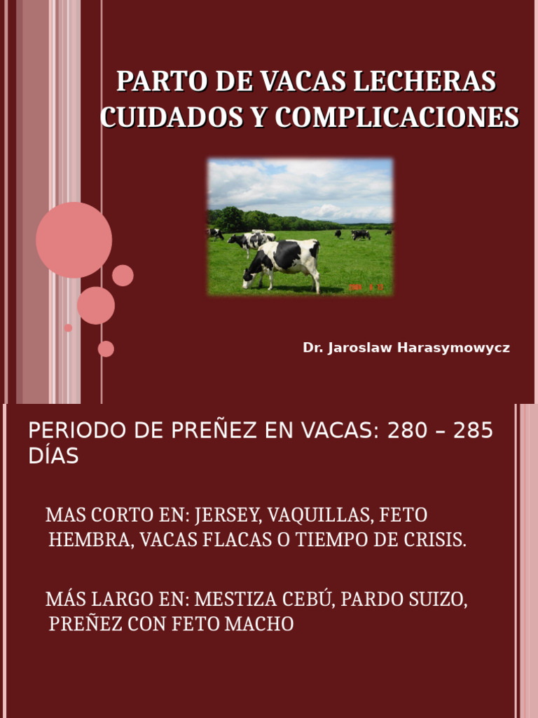 Distocia_en_vacas | PDF