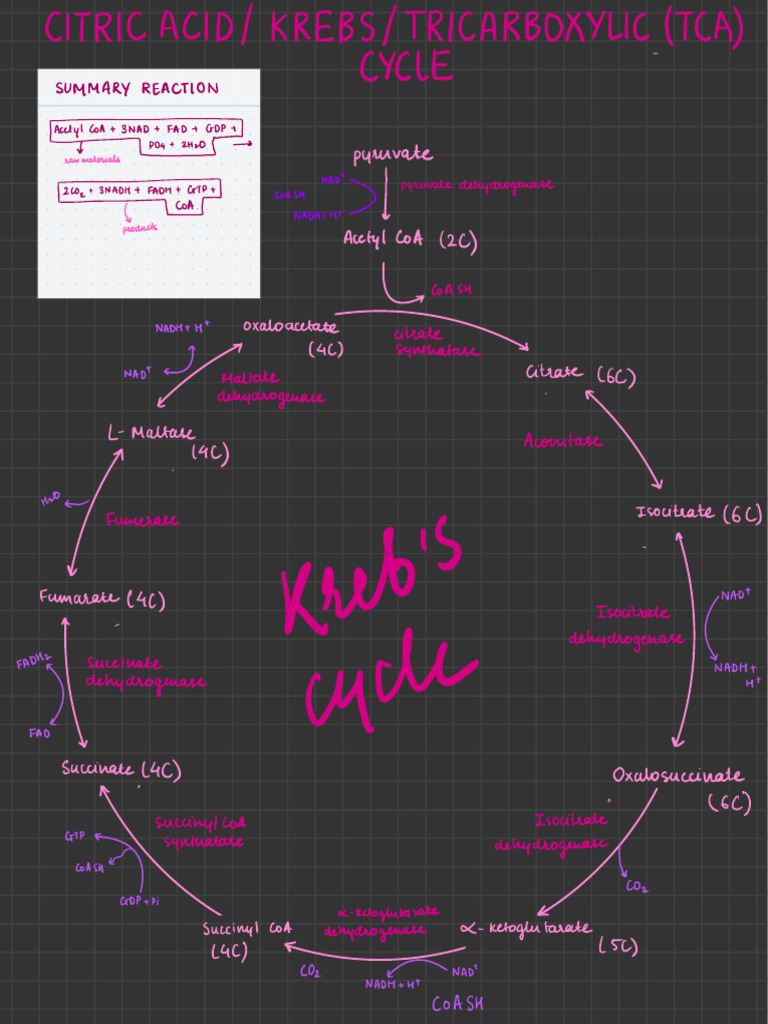 Krebs Cycle 2 | PDF