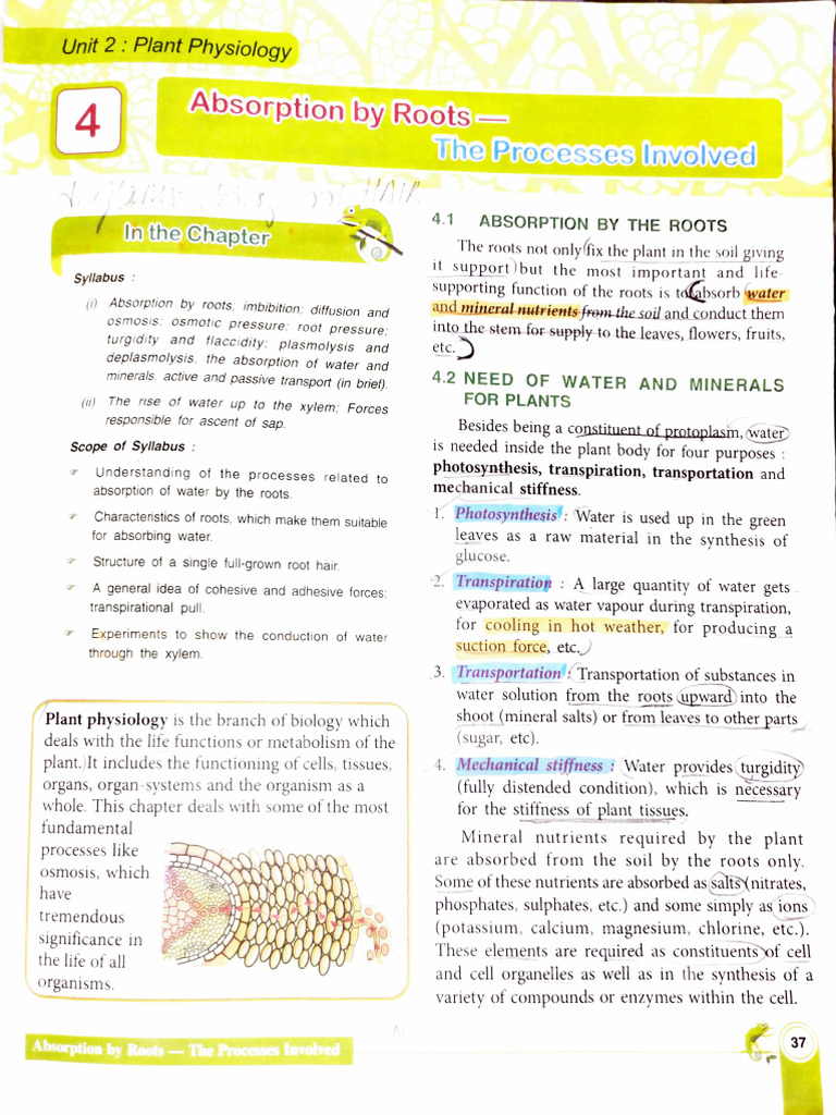 Abs Roots | PDF