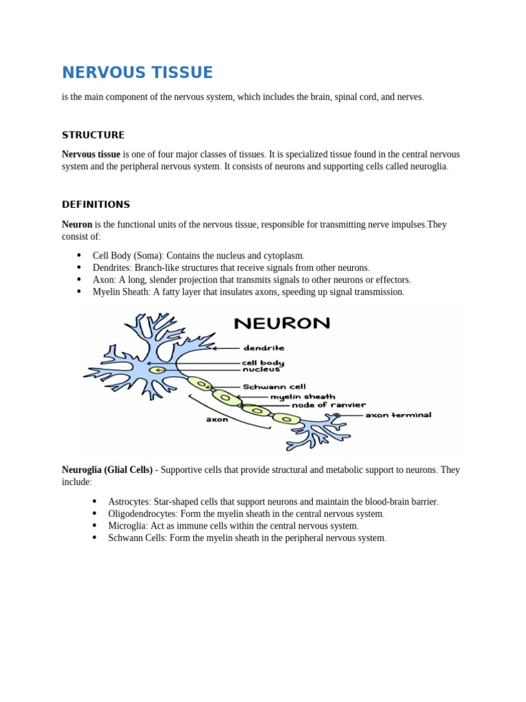 Nervous Tissue | PDF