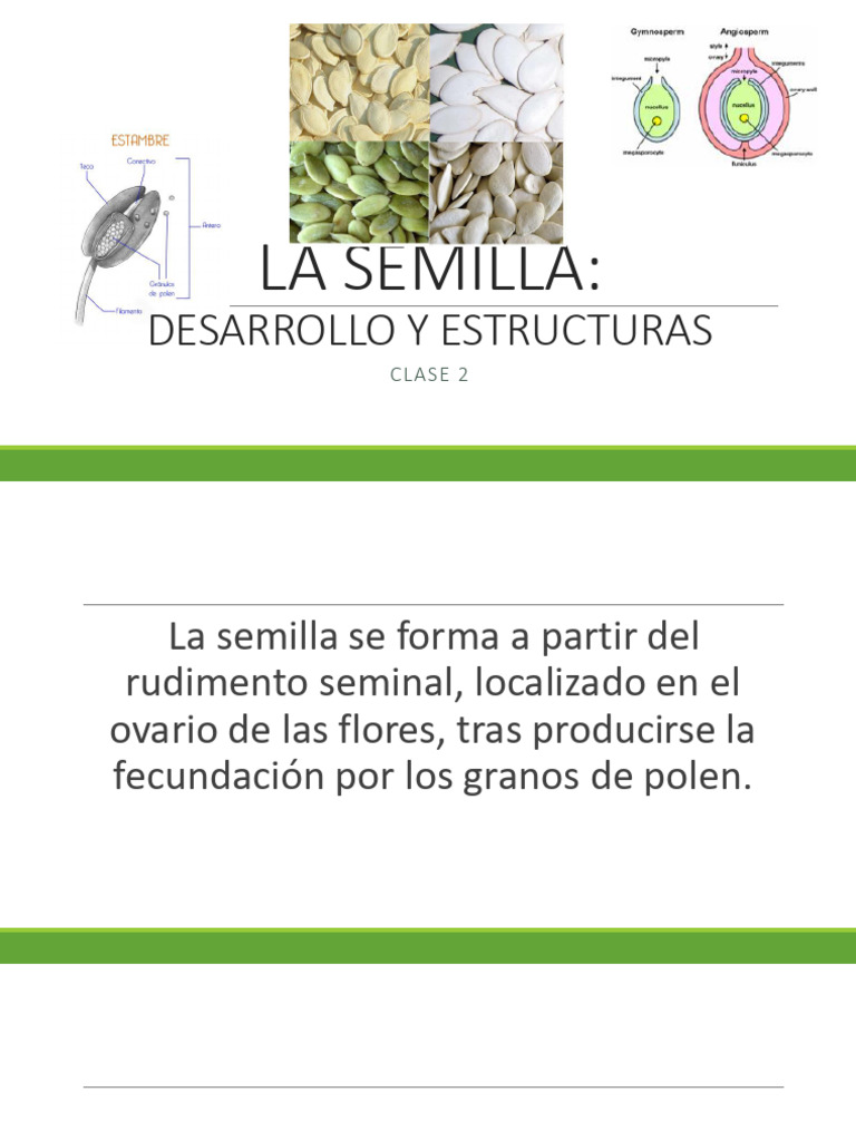 La Semilla Desarrollo y Estructura 2 | PDF