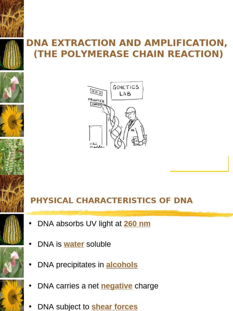 DNA Extraction and PCR Techniques | PDF | Primer (Molecular Biology ...