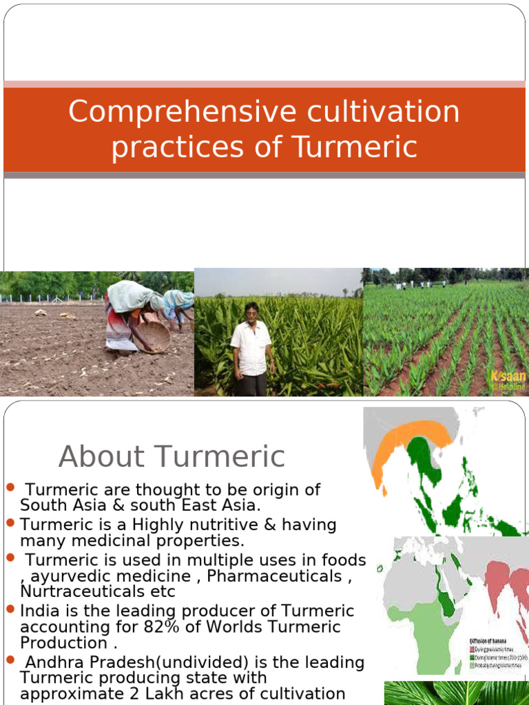 Turmeric | PDF