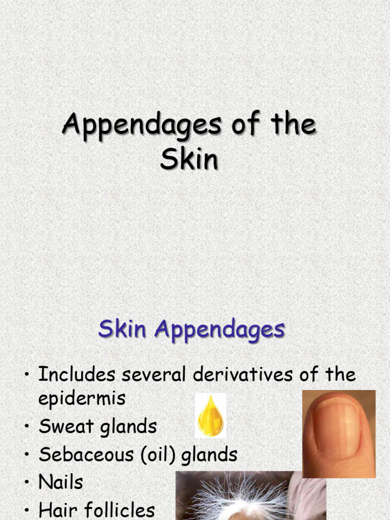 Appendeges of Skin | PDF