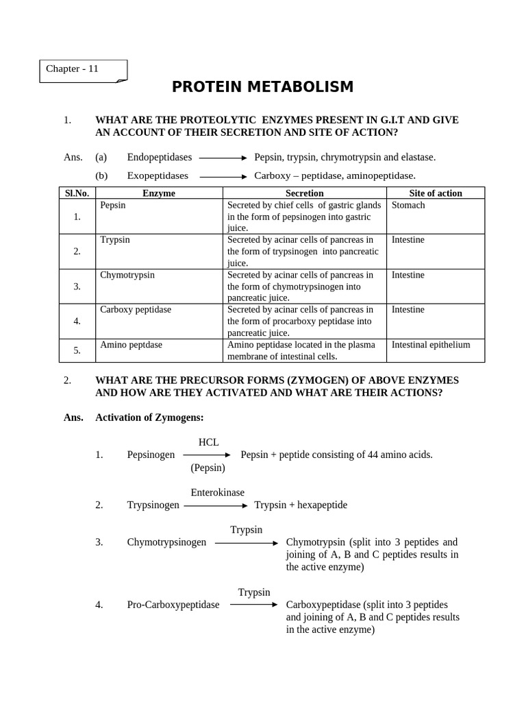Protein metabolism | PDF