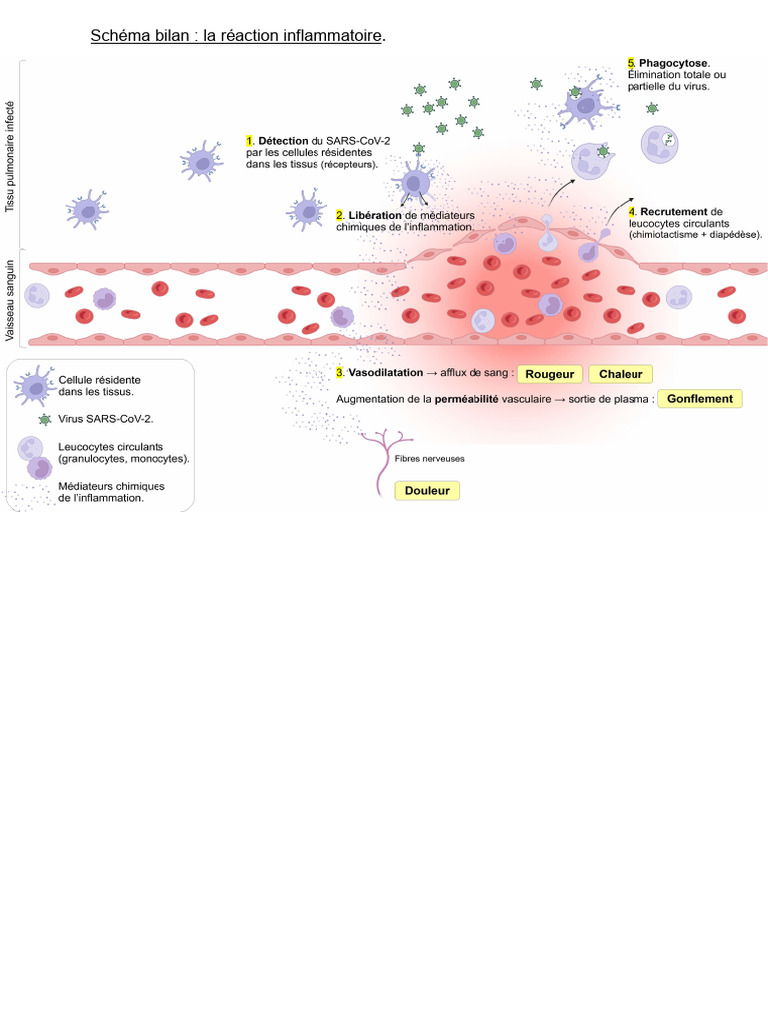 Schéma Bilan Réaction Inflammatoire | PDF