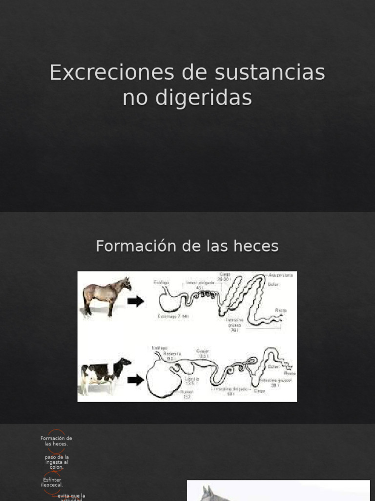 Excreciones de Sustancias No Digeridas | PDF
