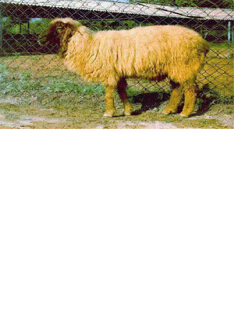 Chokla - JPG 466×332 Pixels | PDF