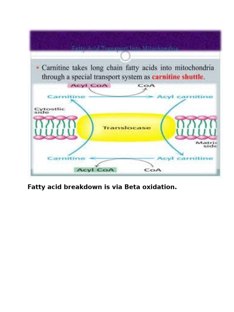 Fatty Acid Breakdown Is Via Beta Oxidation | PDF