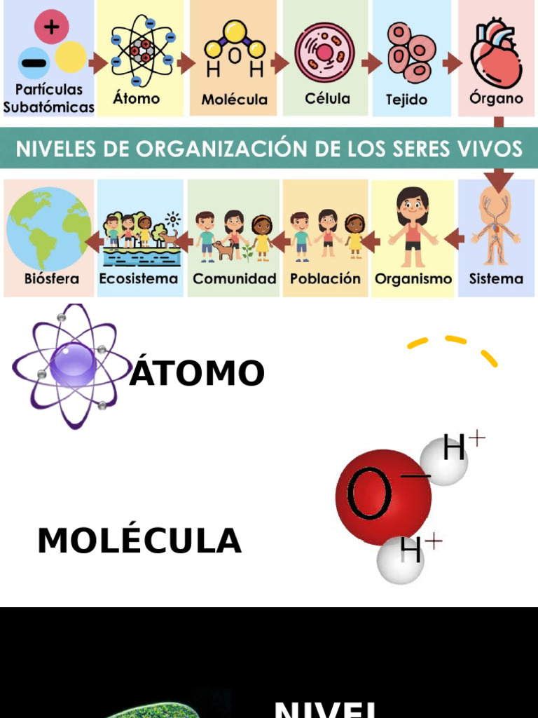Organizacion de Los Seres Vivos | PDF