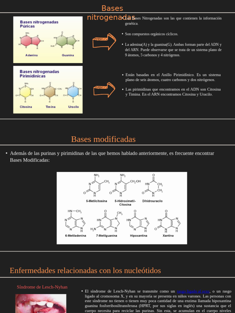 Bases Nitrogenadas 2 | PDF
