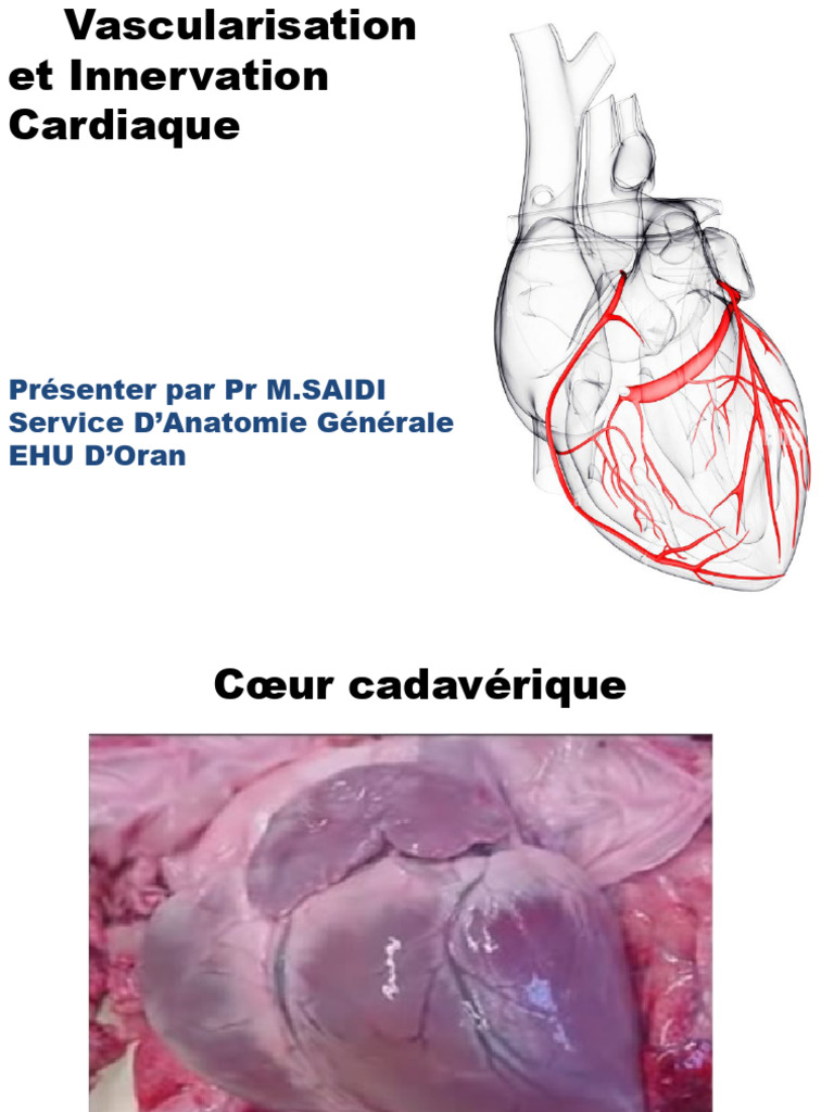 5 - Vascularisation Et Innervation Cardiaque | PDF