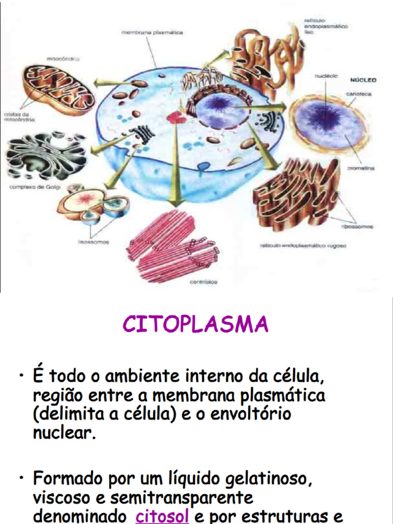 Cito Plasma | PDF