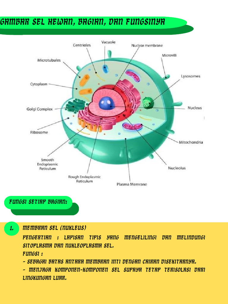 Elangga SM, Tugas Biologi Sel | PDF