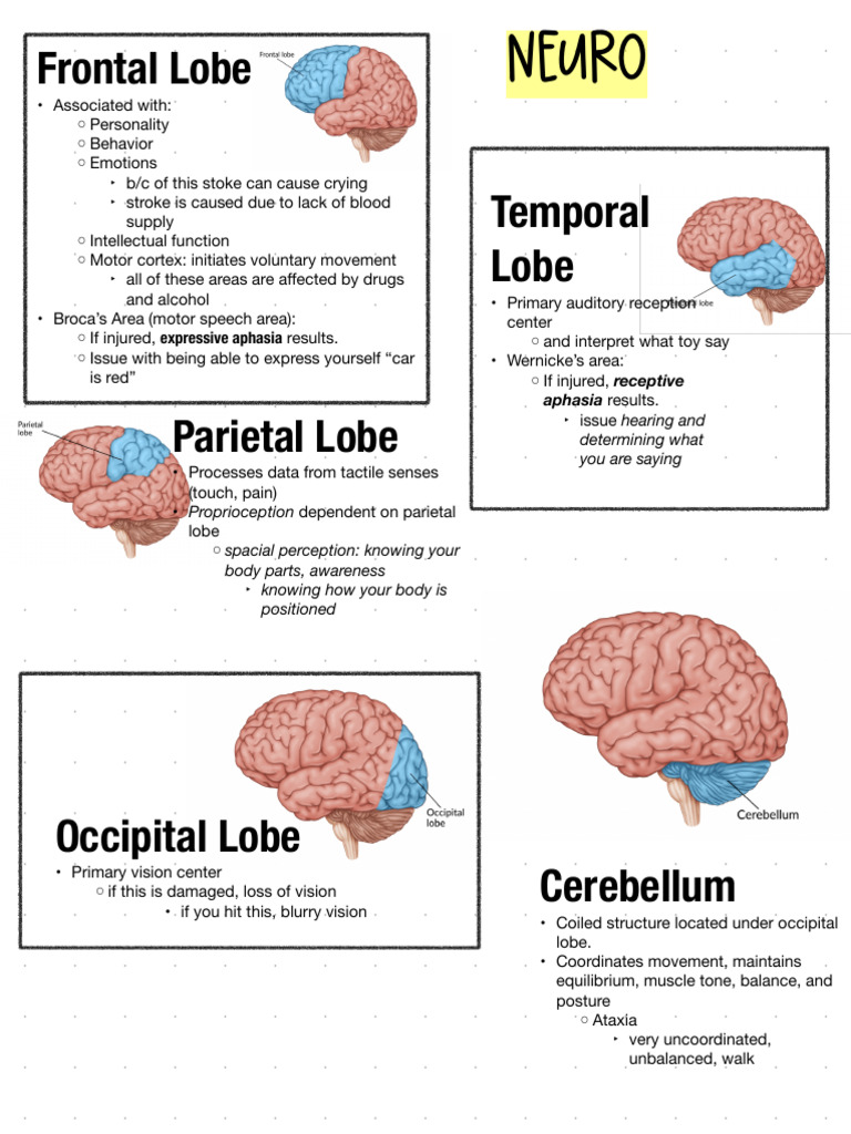 Week 5 Neuro Outline | PDF