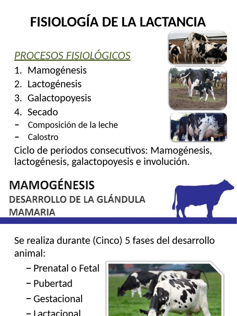 Fisiologia de La Lactancia Mamogenesis y Lactogenesis | PDF