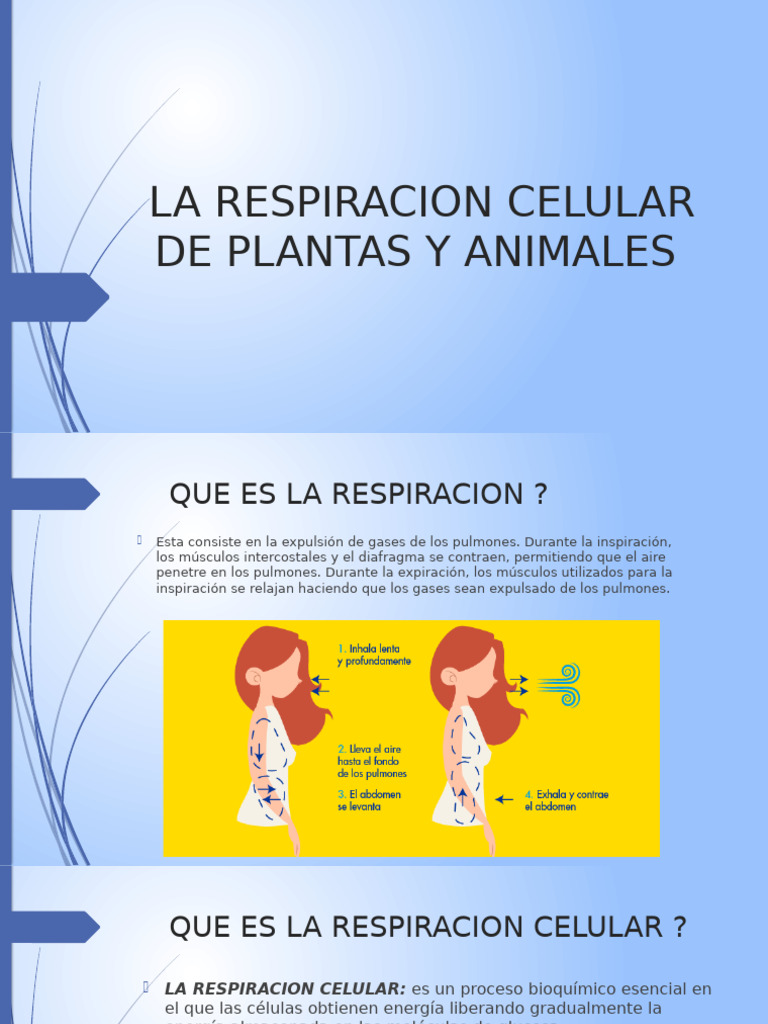La Respiracion Celular de Plantas y Animales | PDF