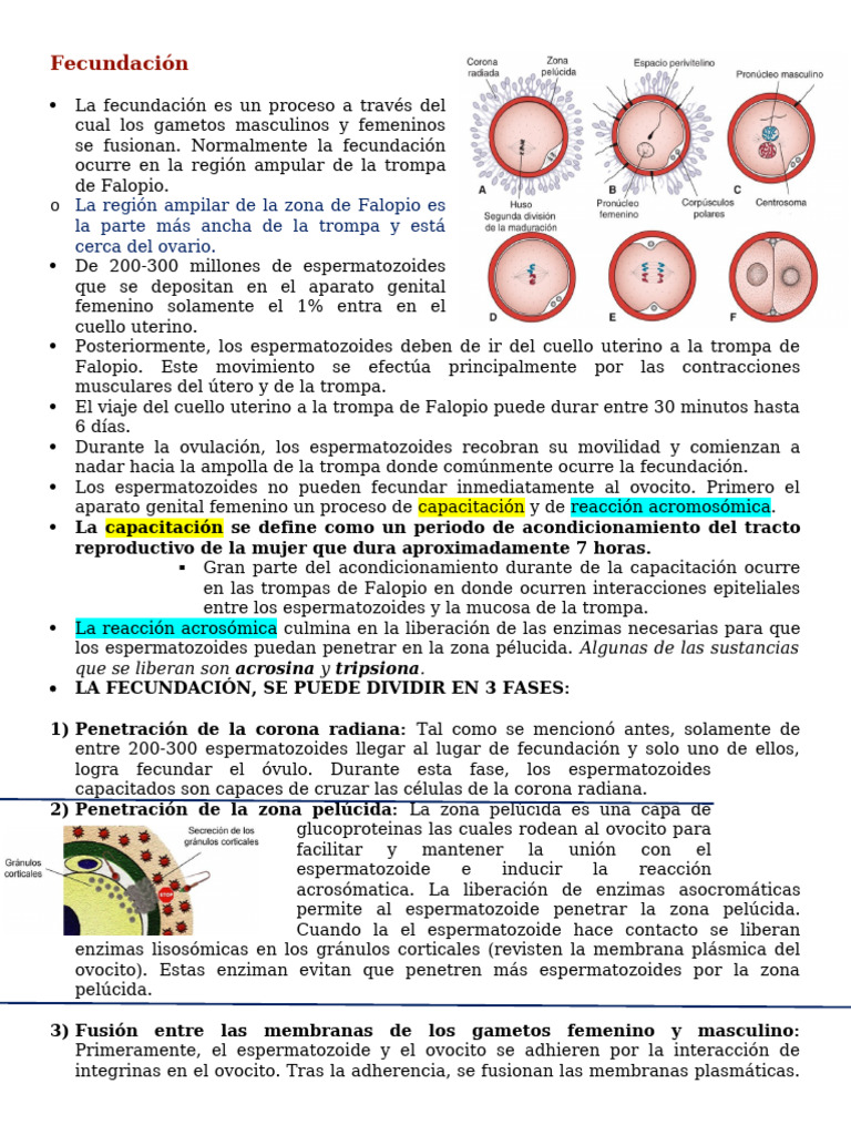 Fecundación | PDF | Reproducción | Procesos biologicos