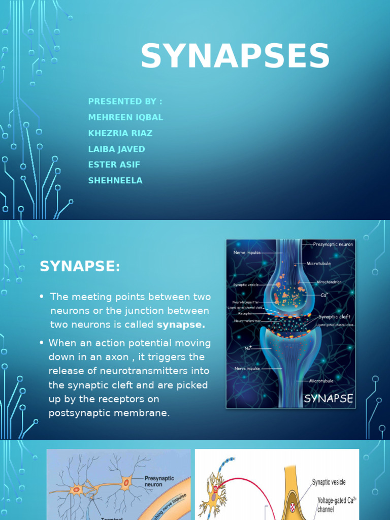 Synapses | PDF